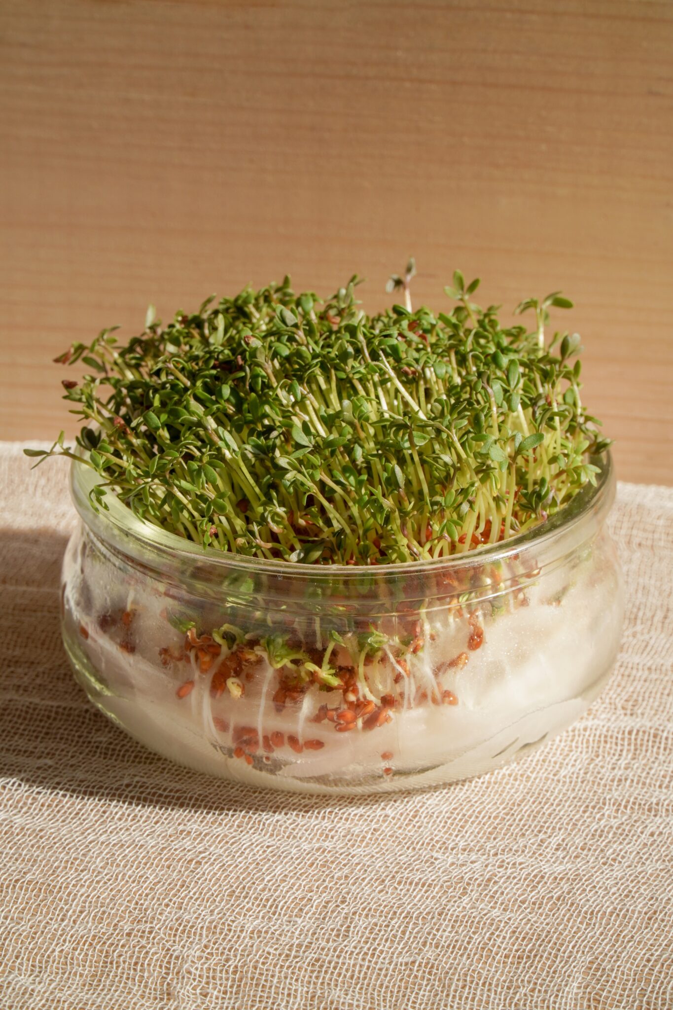 How to Freeze Bean Sprouts: Freezing and Defrosting Guide - MAY EIGHTY FIVE