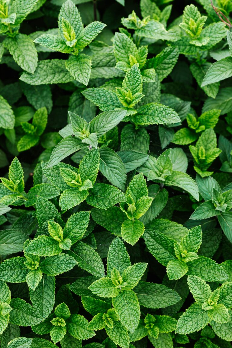 The Ultimate Guide to Storing Fresh Mint: Keep It Vibrant and Flavorful ...