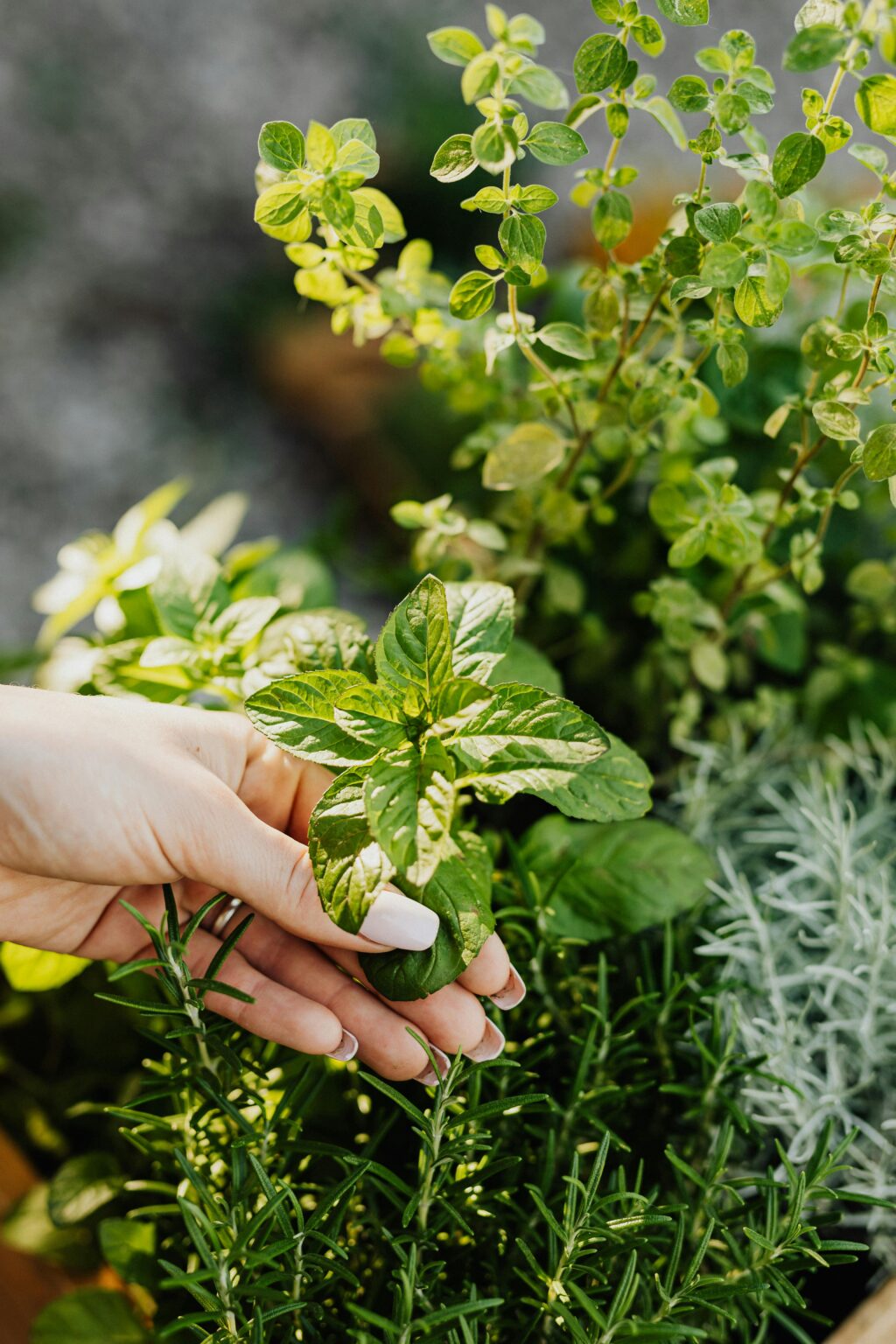 The Ultimate Guide to Storing Fresh Mint: Keep It Vibrant and Flavorful ...