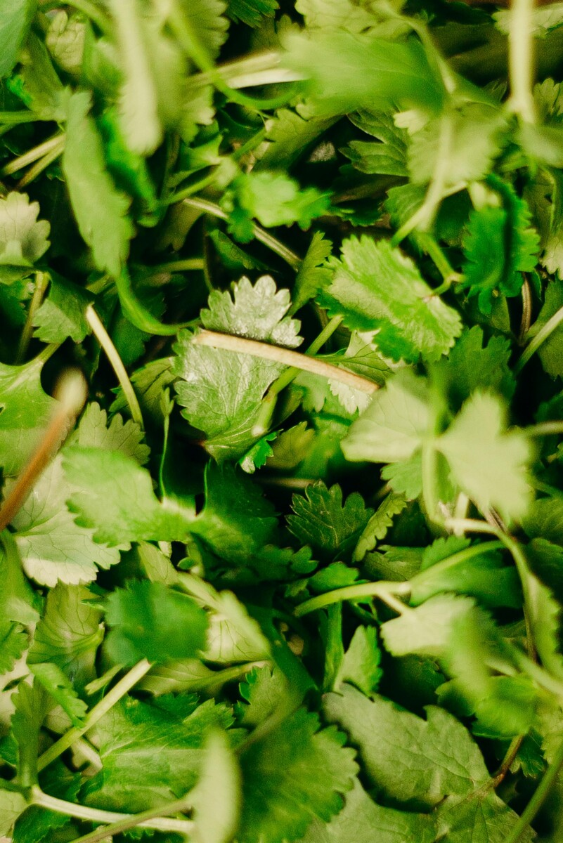 3 Best Ways To Properly Store Parsley - MAY EIGHTY FIVE
