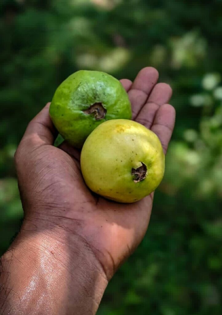 Easiest Ways for Ripening Guava FAST - MAY EIGHTY FIVE